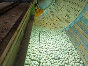 How to Properly Add Steel Balls for the First Time When Starting Up a ...